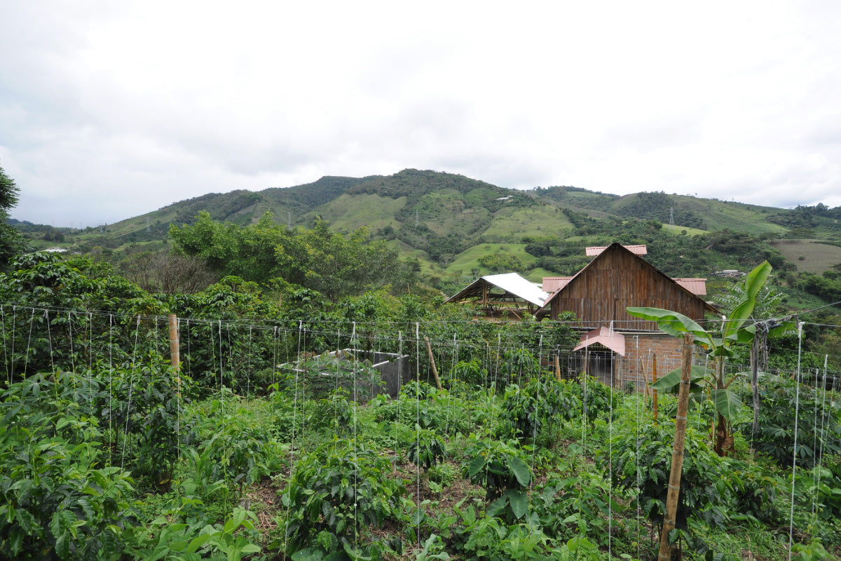 Collections – Skylark Coffee